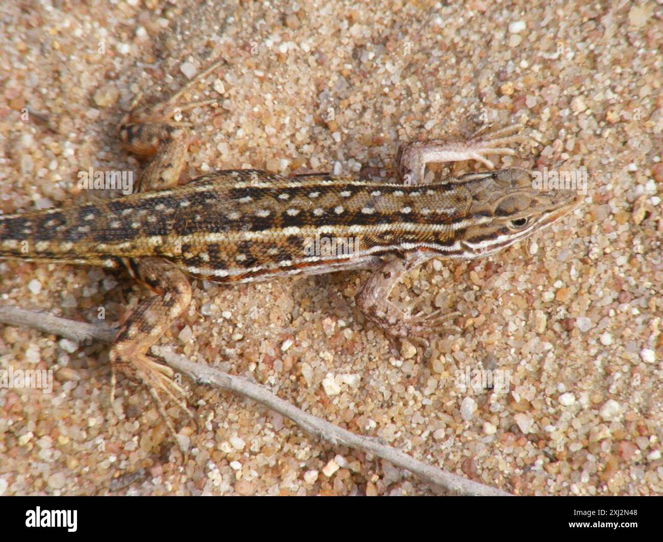 Common rough scaled lizard hi-res stock photography and images - Alamy