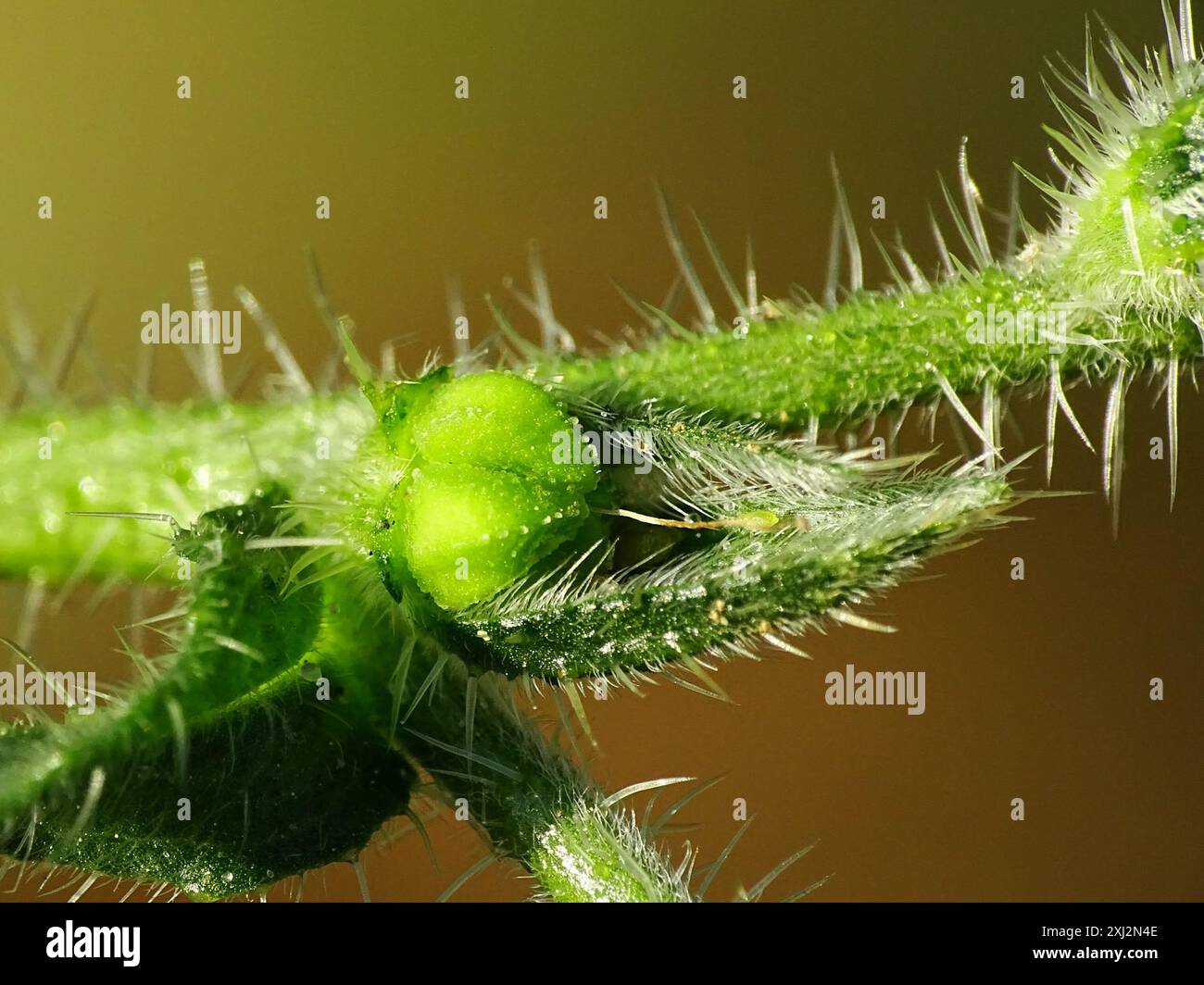 Common Fiddleneck (Amsinckia menziesii) Plantae Stock Photo - Alamy