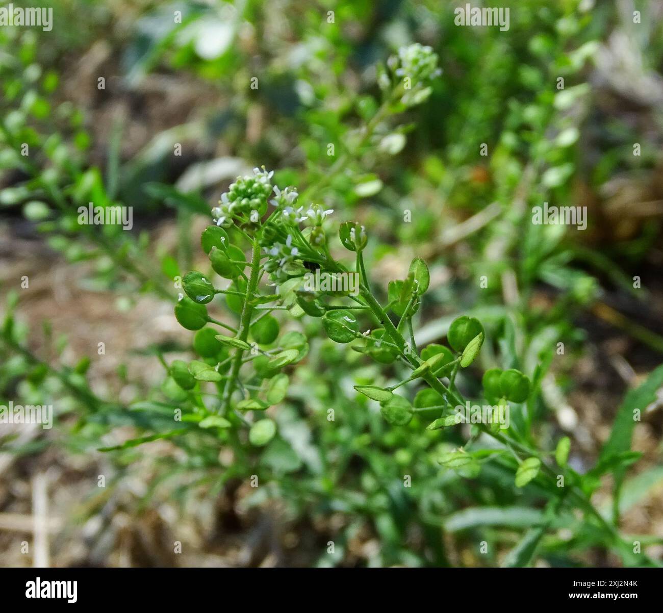 Virginia pepperweed (Lepidium virginicum) Plantae Stock Photo - Alamy