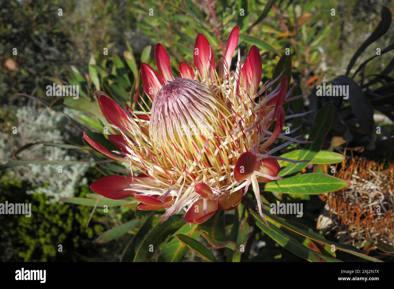 Protea susannae hi-res stock photography and images - Alamy