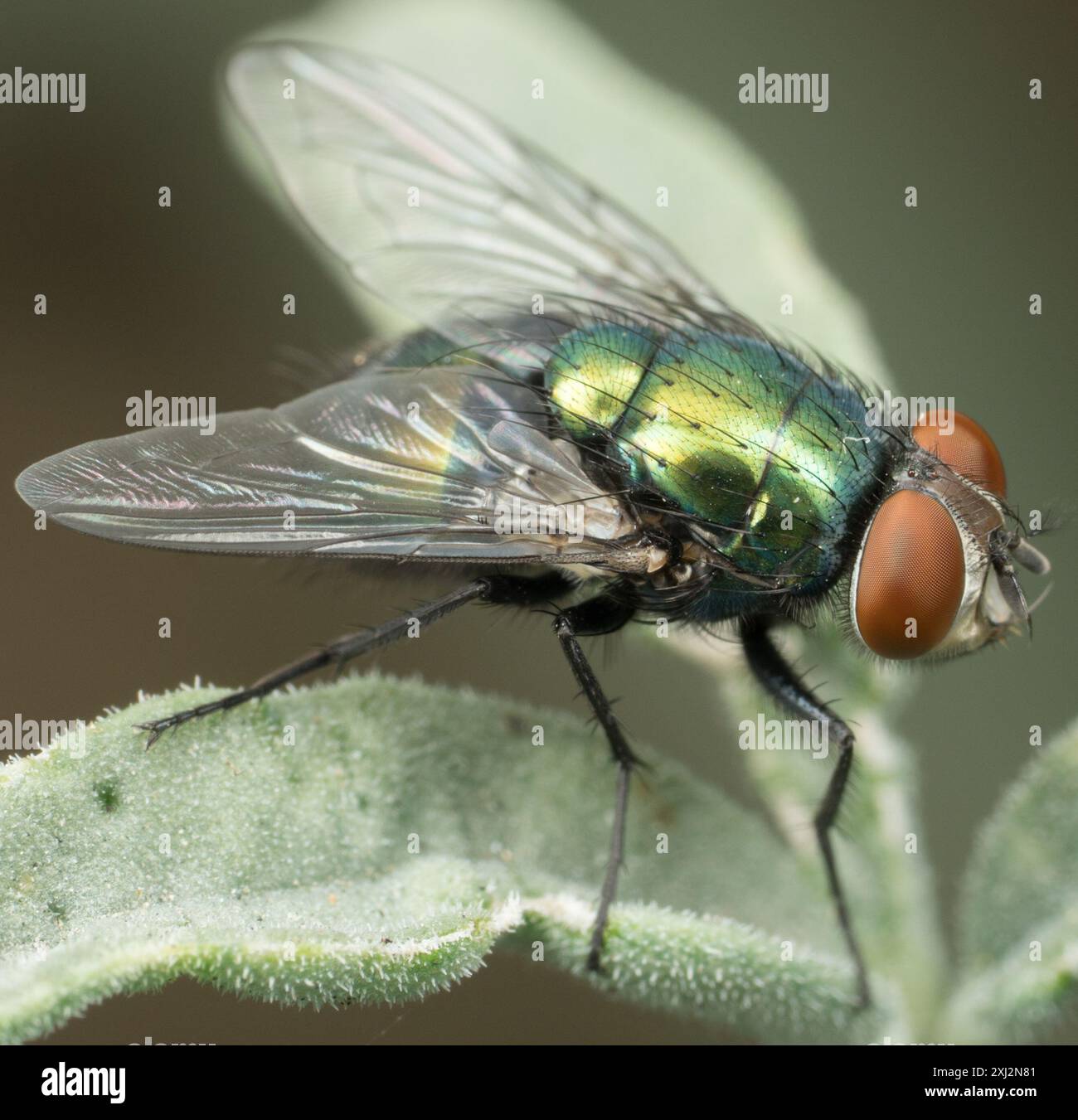 Common European Greenbottle Fly (Lucilia sericata) Insecta Stock Photo ...
