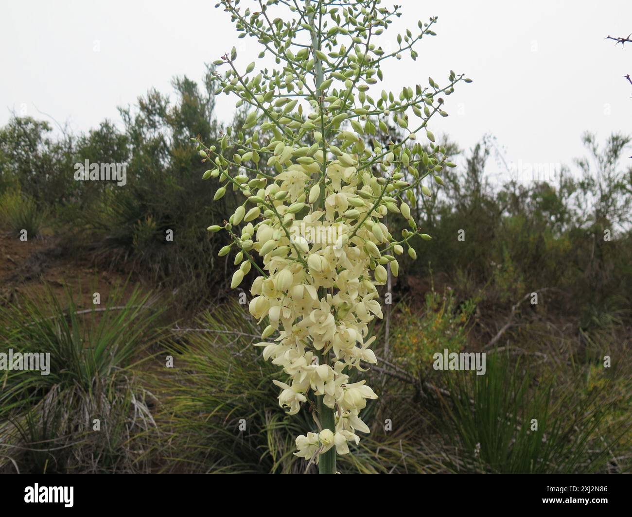 chaparral yucca (Hesperoyucca whipplei) Plantae Stock Photo - Alamy