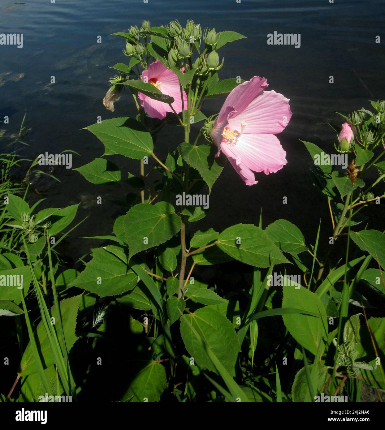 swamp rose mallow (Hibiscus moscheutos) Plantae Stock Photo - Alamy