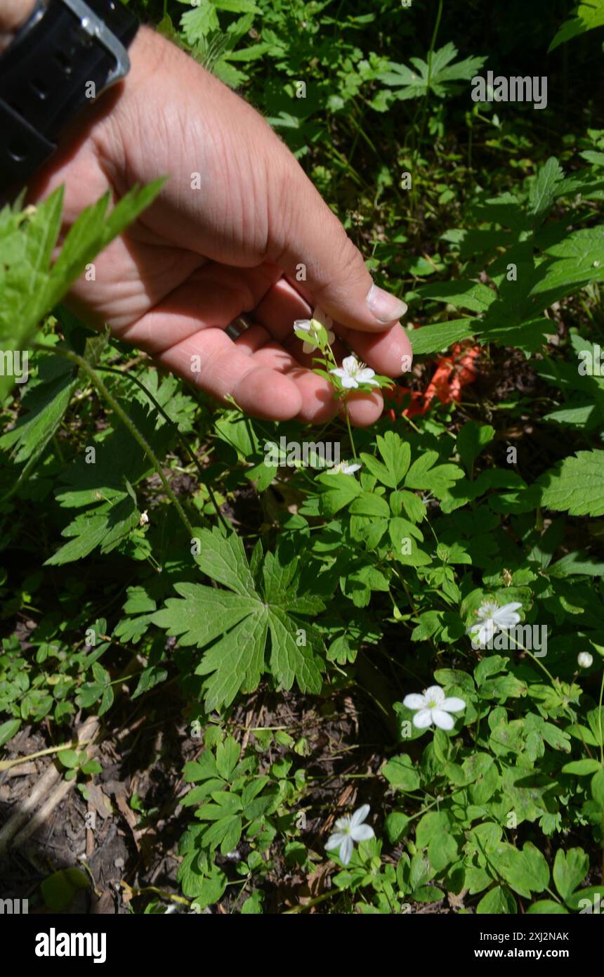false rue anemone (Enemion biternatum) Plantae Stock Photo - Alamy