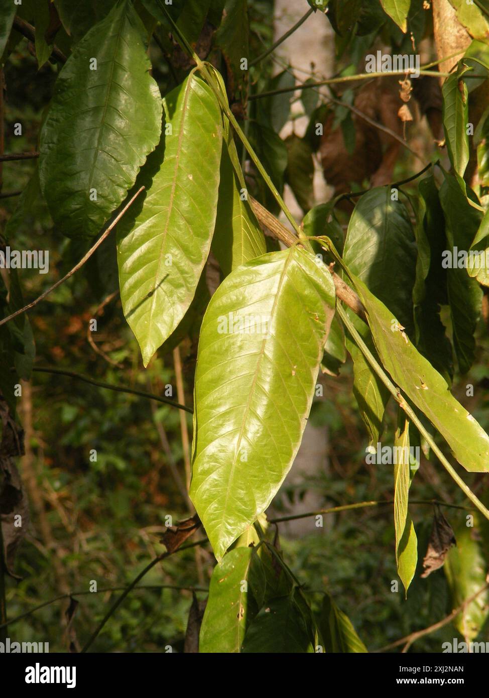 Wild Loquat (Oxyanthus speciosus) Plantae Stock Photo - Alamy