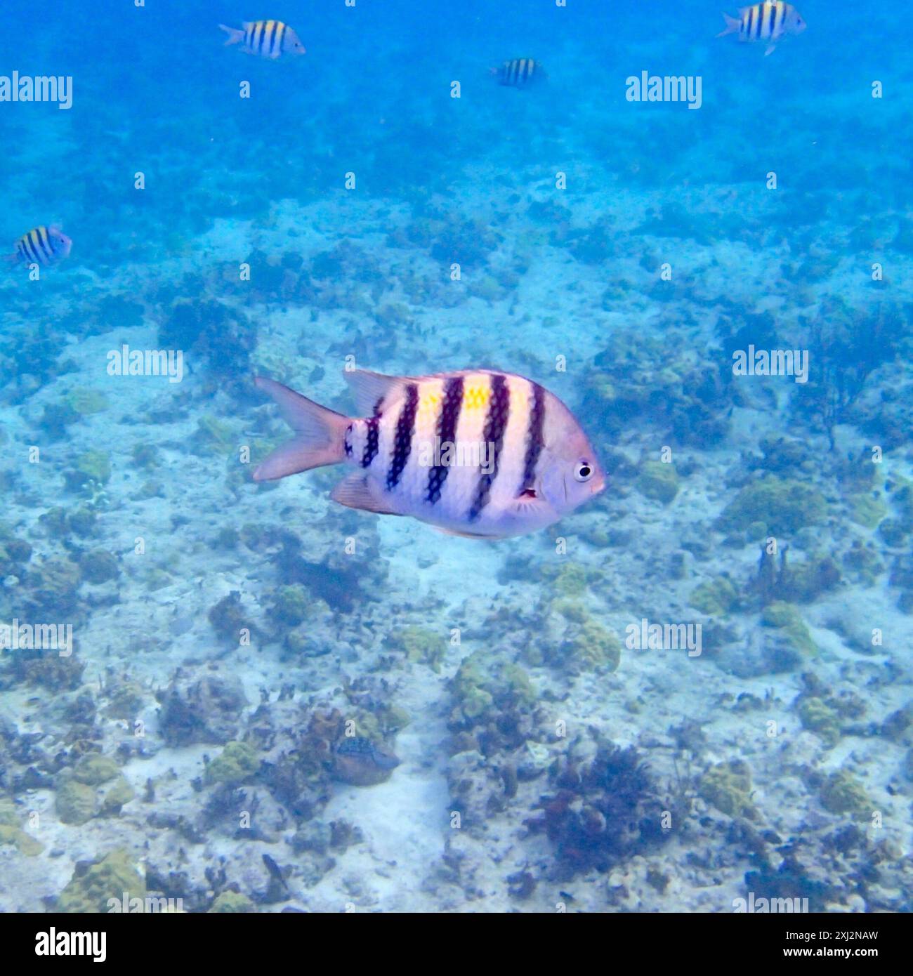 Atlantic Sergeant Major (Abudefduf saxatilis) Actinopterygii Stock ...