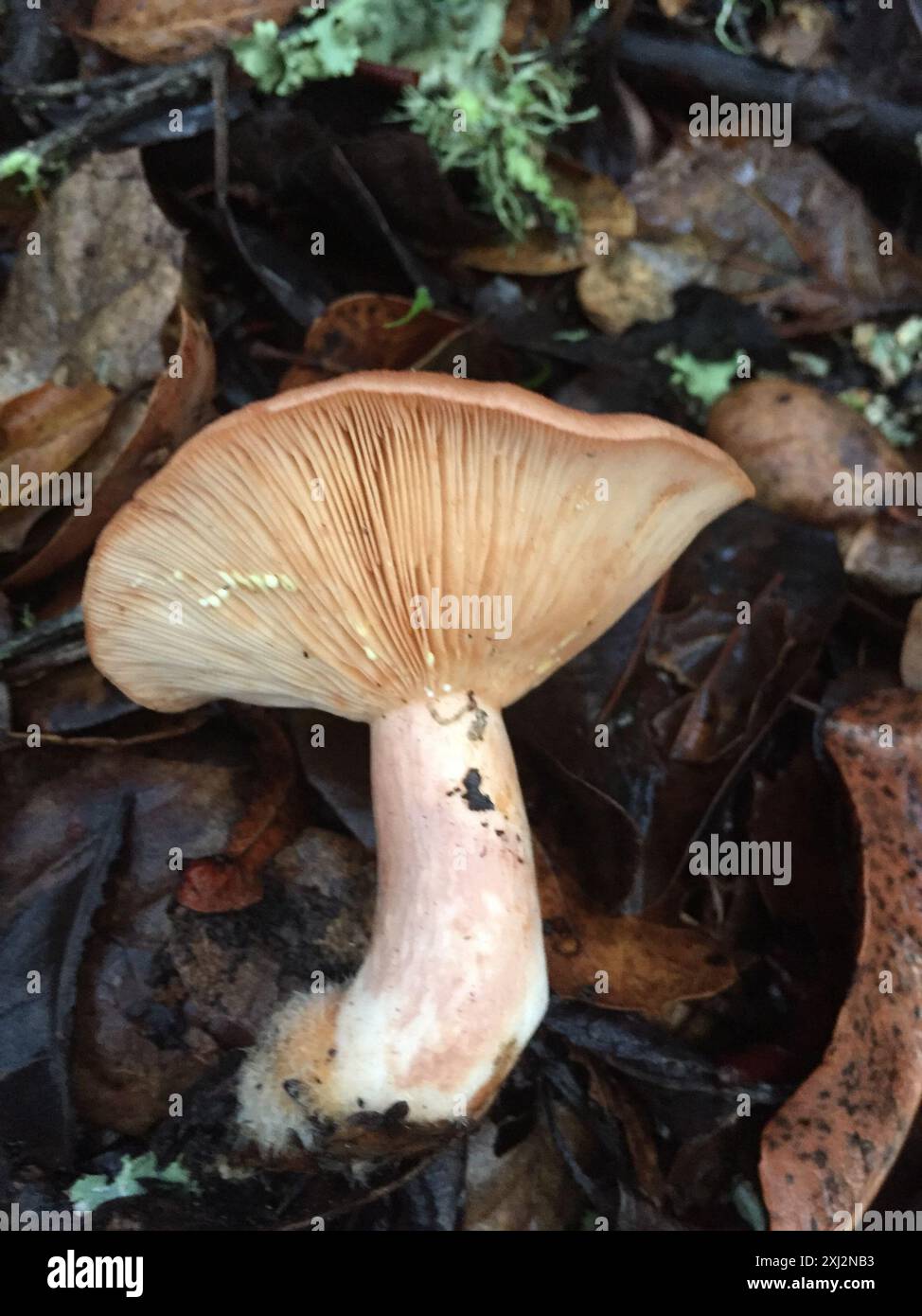 Yellow-staining Milk Cap (Lactarius xanthogalactus) Fungi Stock Photo ...