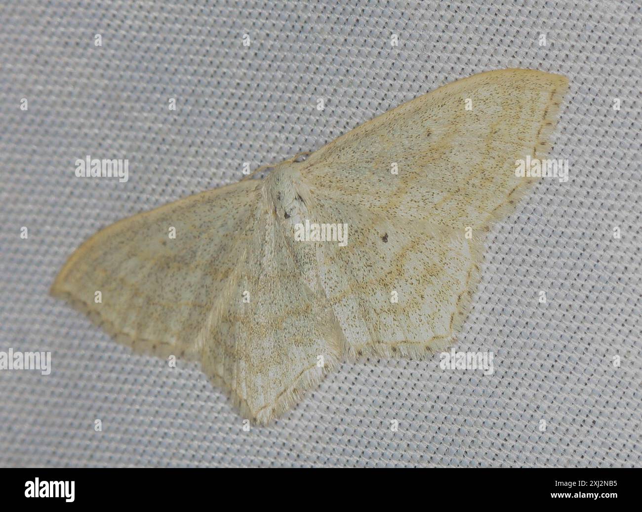 Geometer Moths (Geometridae) Insecta Stock Photo - Alamy