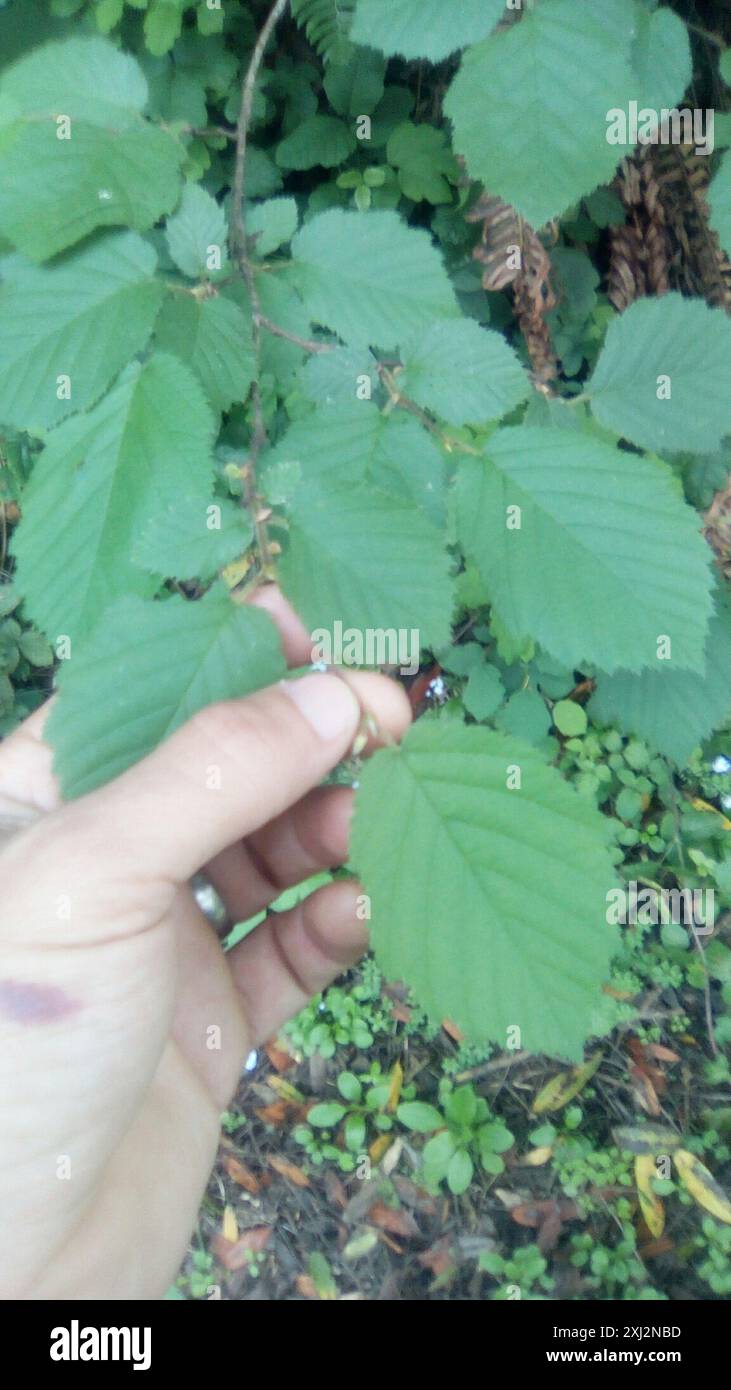 beaked hazelnut (Corylus cornuta) Plantae Stock Photo - Alamy