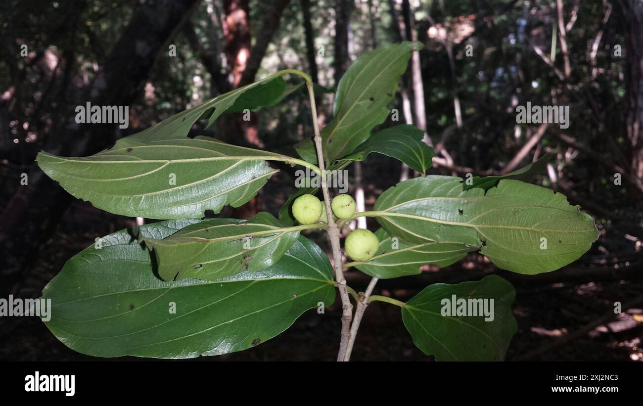 (Colubrina decipiens) Plantae Stock Photo - Alamy