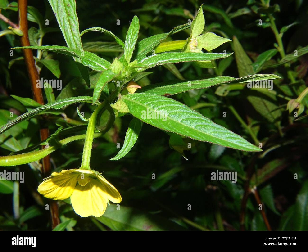 Mexican Primrose-willow (Ludwigia octovalvis) Plantae Stock Photo - Alamy