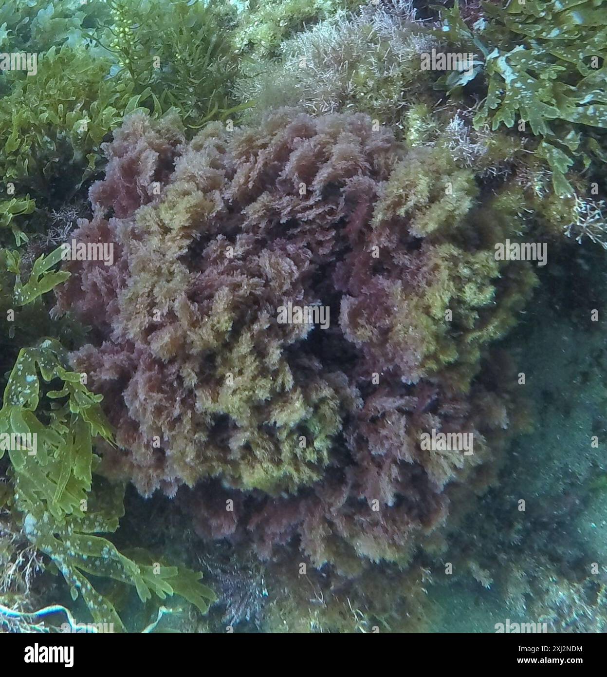 red algae (Rhodophyta) Plantae Stock Photo - Alamy