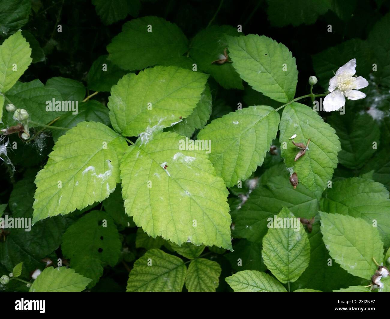European dewberry (Rubus caesius) Plantae Stock Photo - Alamy