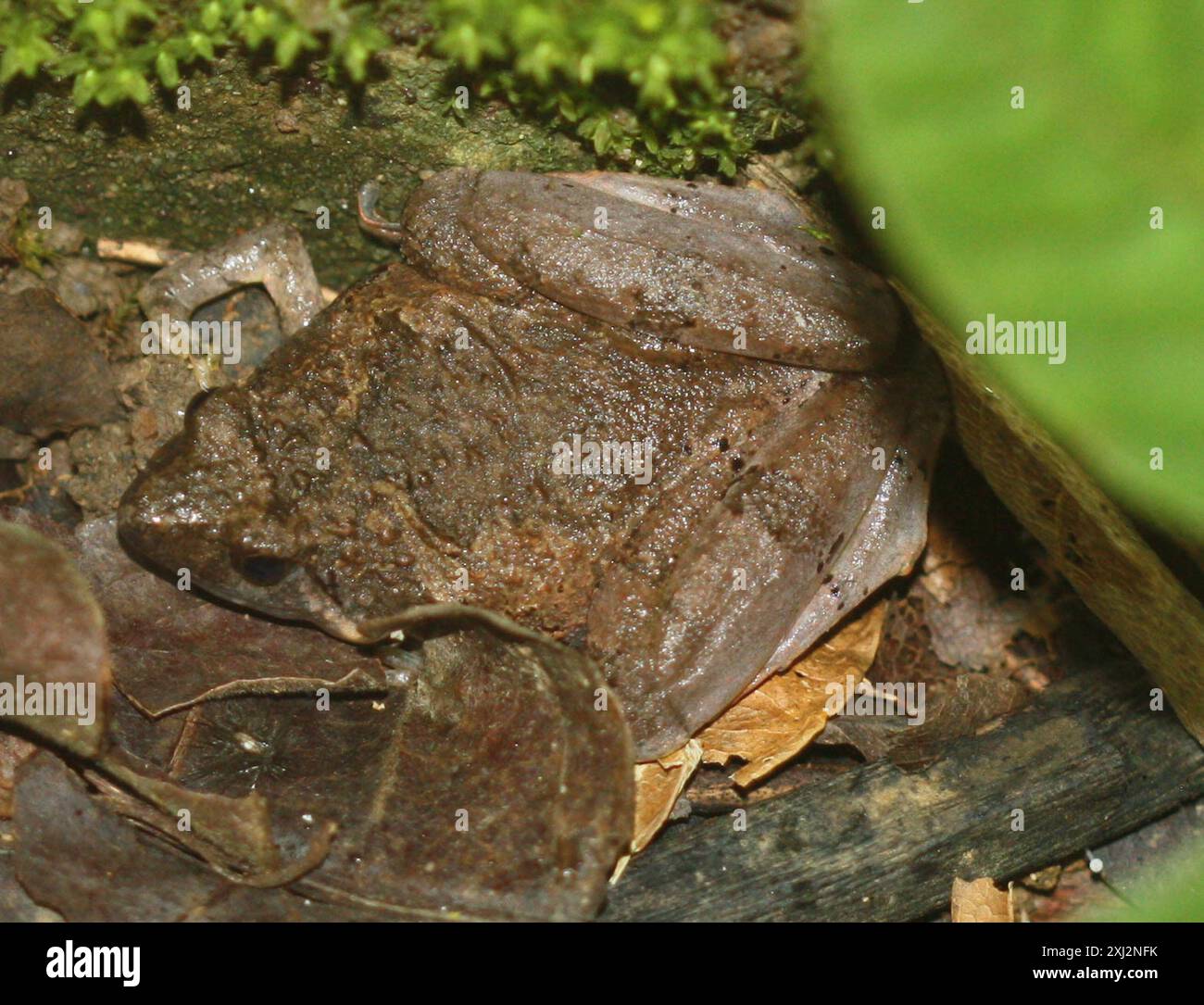 Large Pygmy Frog (Microhyla berdmorei) Amphibia Stock Photo - Alamy
