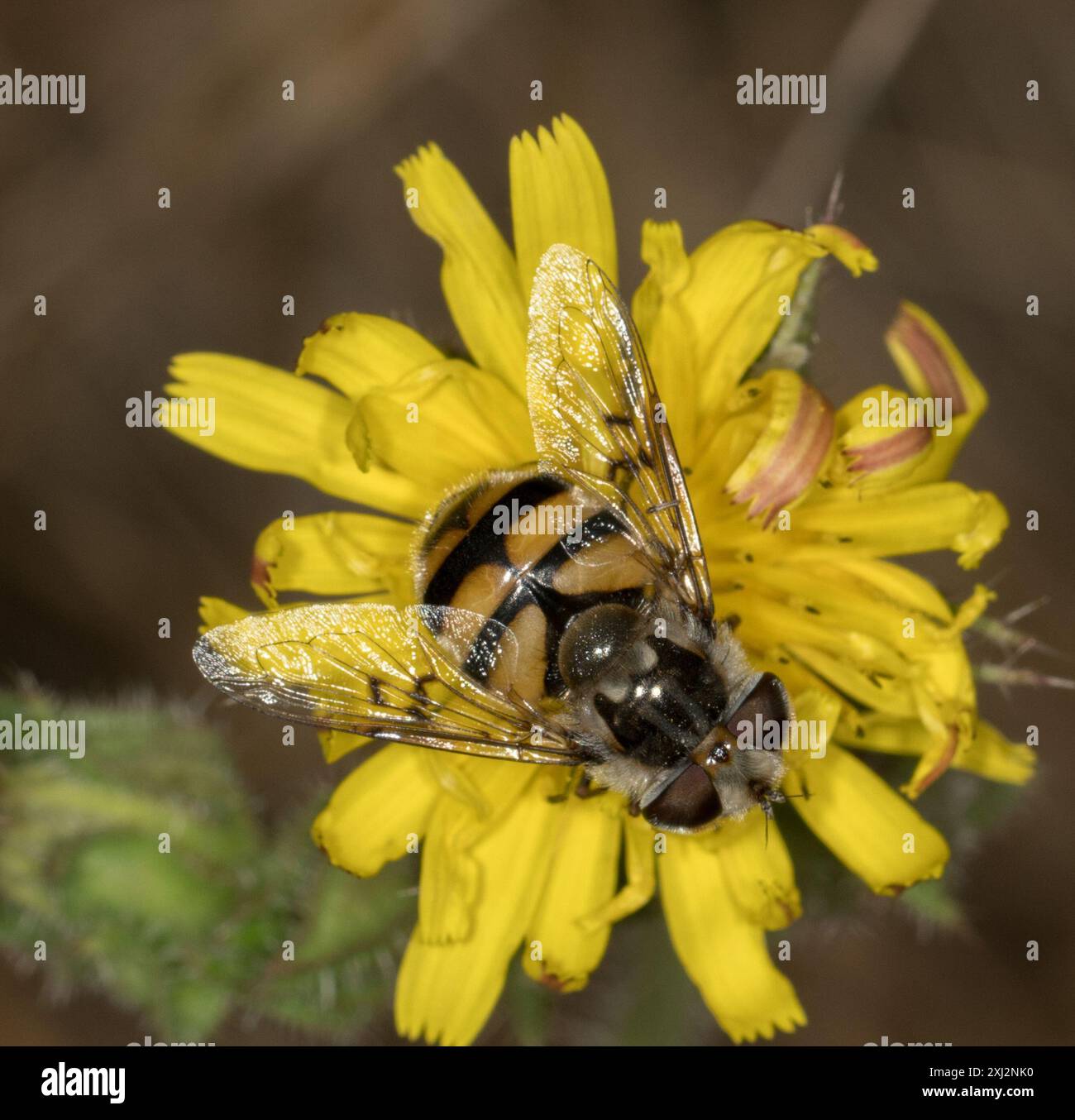 Yellow-spotted Bromeliad Fly (Copestylum avidum) Insecta Stock Photo ...