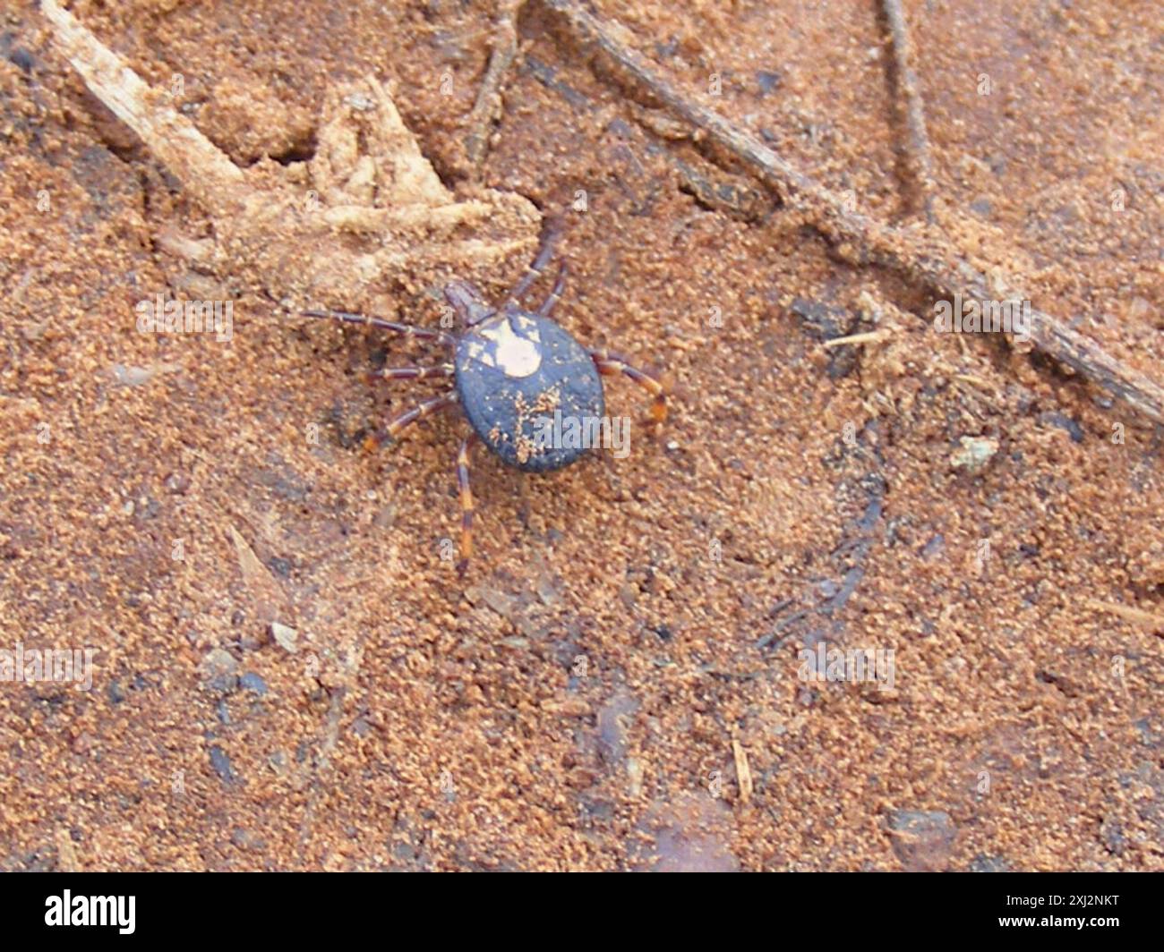 South African Bont Tick (Amblyomma hebraeum) Arachnida Stock Photo - Alamy