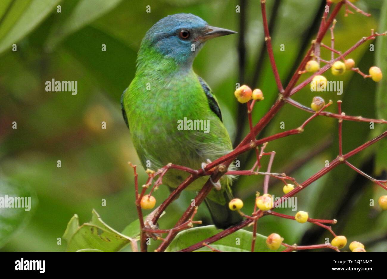 Blue Dacnis (Dacnis cayana) Aves Stock Photo - Alamy
