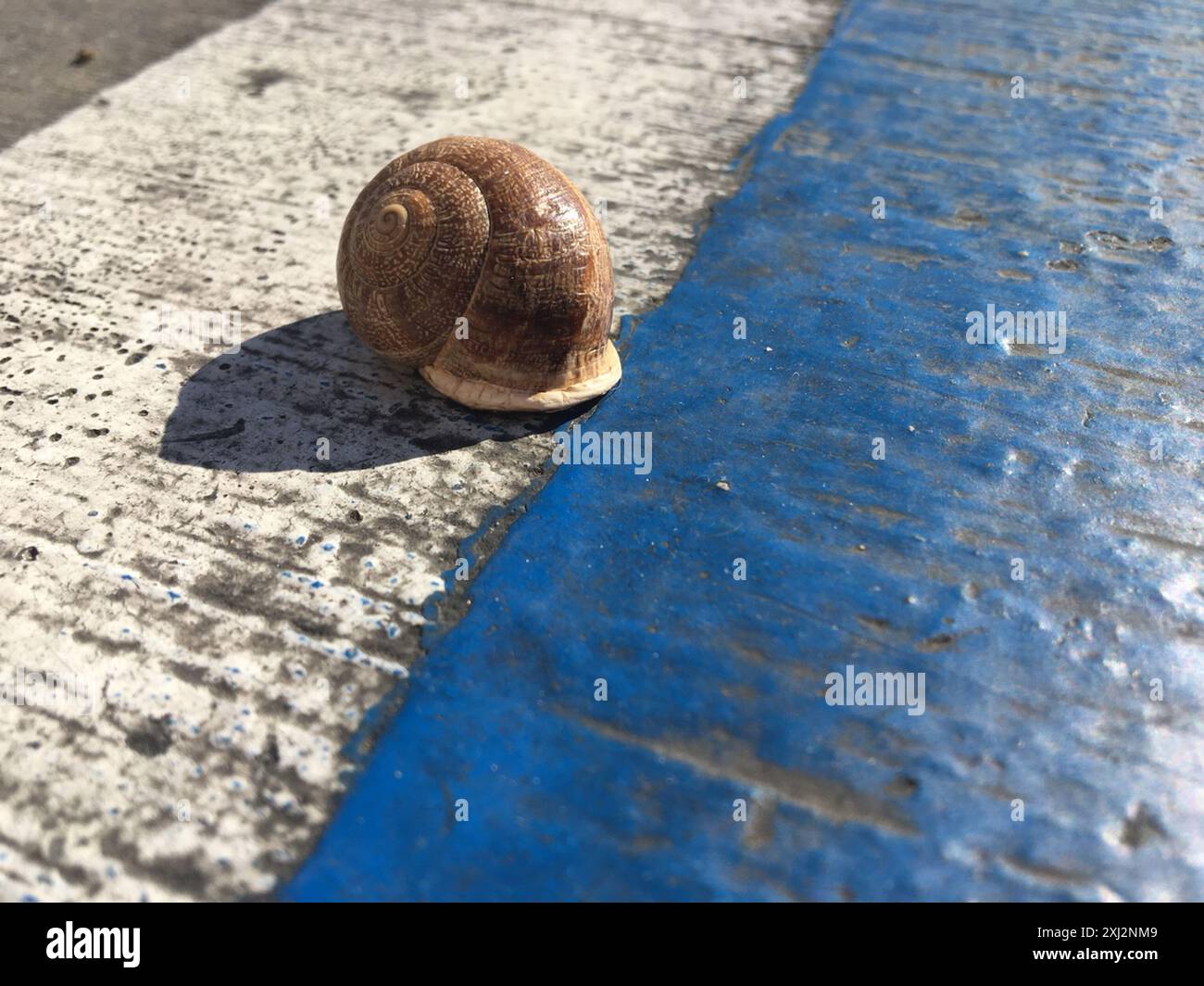 Milk Snail (Otala lactea) Mollusca Stock Photo - Alamy