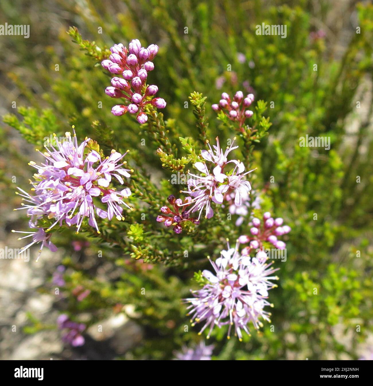 Cape Buchu (Agathosma capensis) Plantae Stock Photo - Alamy