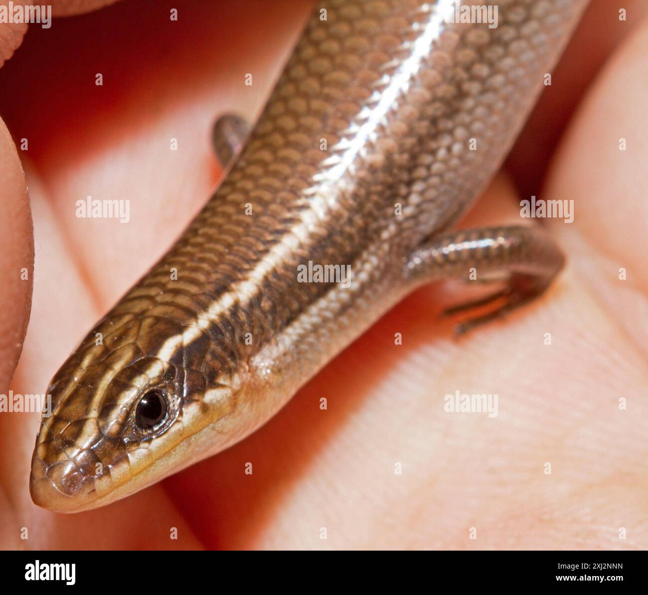 Short-lined Skink (Plestiodon tetragrammus brevilineatus) Reptilia ...