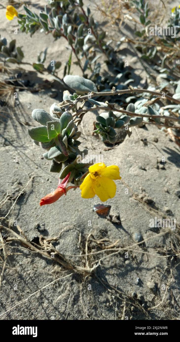 Beach evening-primrose (Camissoniopsis cheiranthifolia cheiranthifolia ...