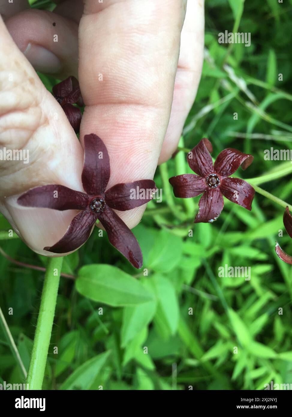 milkvines (Matelea) Plantae Stock Photo - Alamy