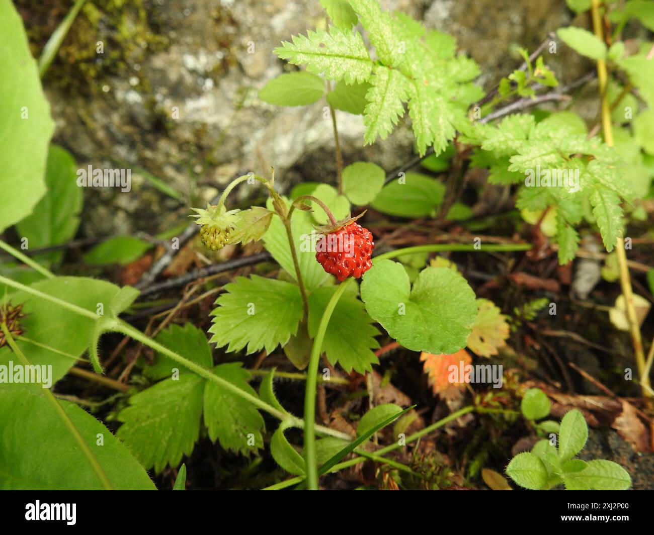 woodland strawberry (Fragaria vesca) Plantae Stock Photo - Alamy