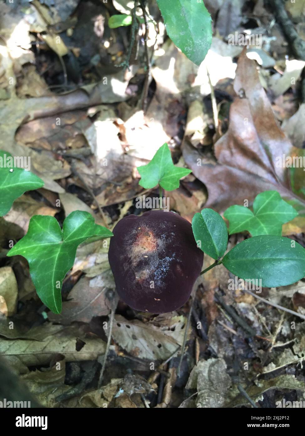 Beveled-cap Bolete (Tylopilus badiceps) Fungi Stock Photo - Alamy