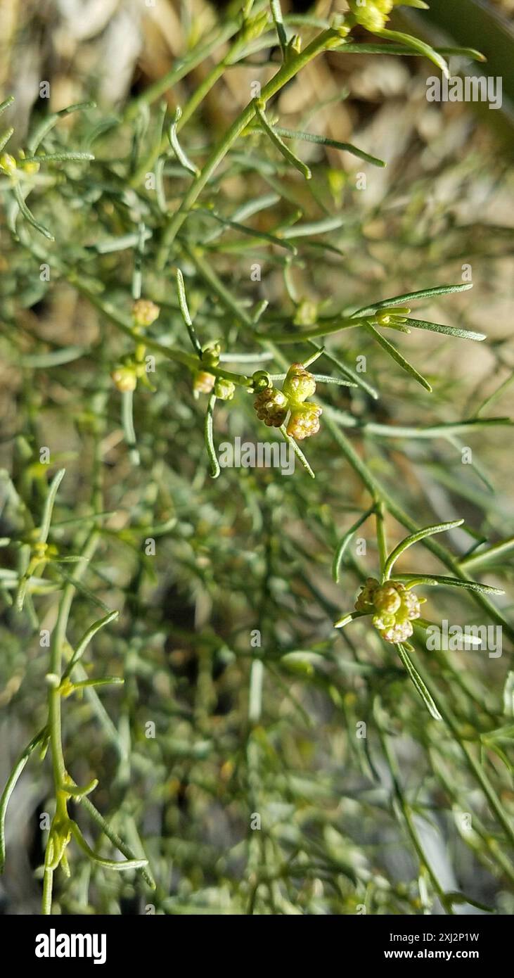 Cheesebush (Ambrosia salsola) Plantae Stock Photo - Alamy