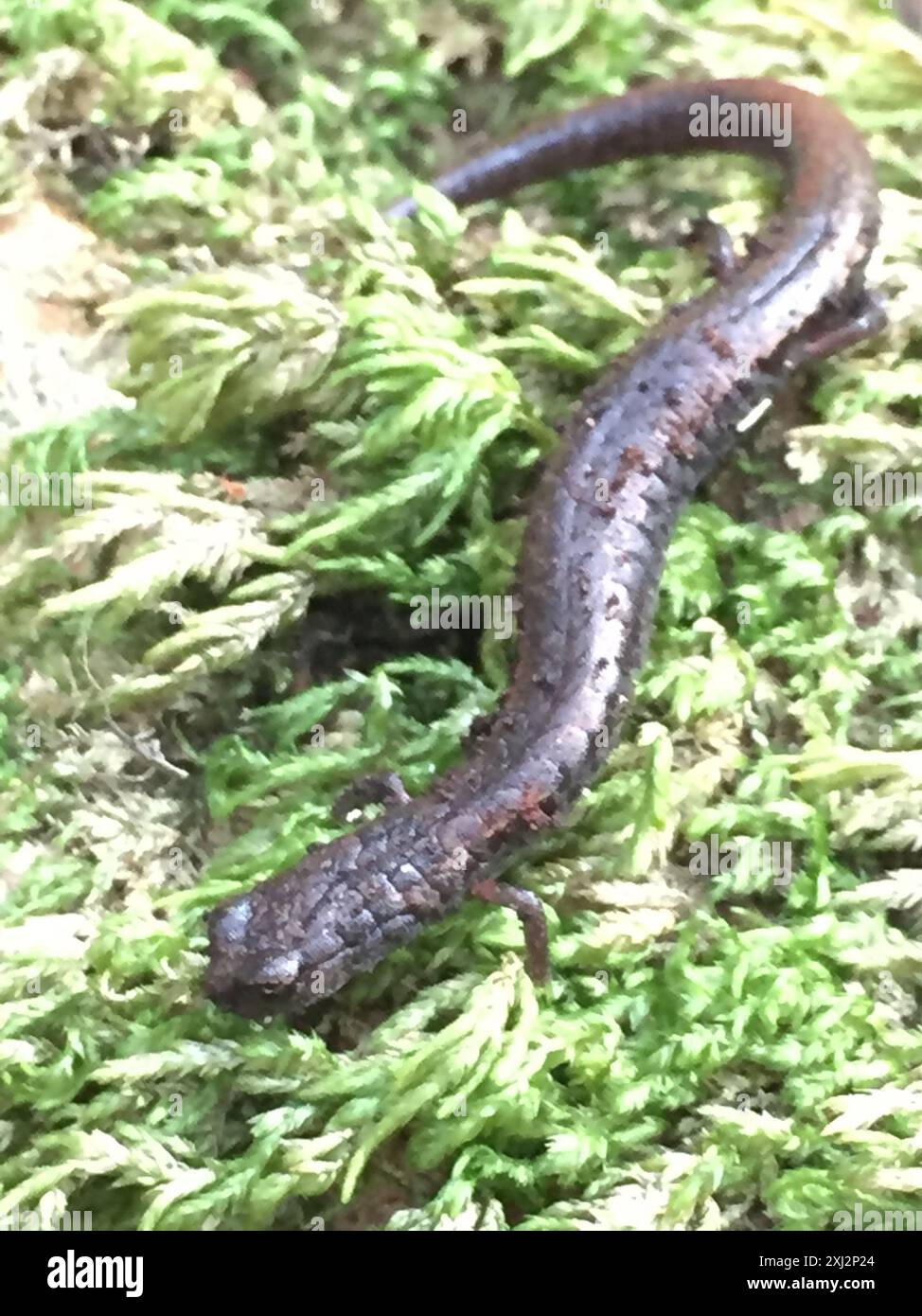 California Slender Salamander (Batrachoseps attenuatus) Amphibia Stock ...