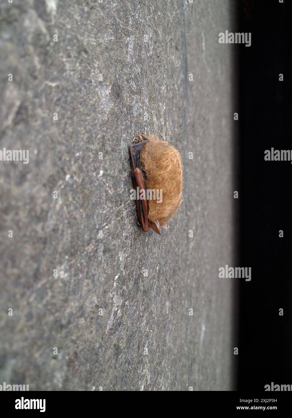 Tricolored Bat (Perimyotis subflavus) Mammalia Stock Photo - Alamy