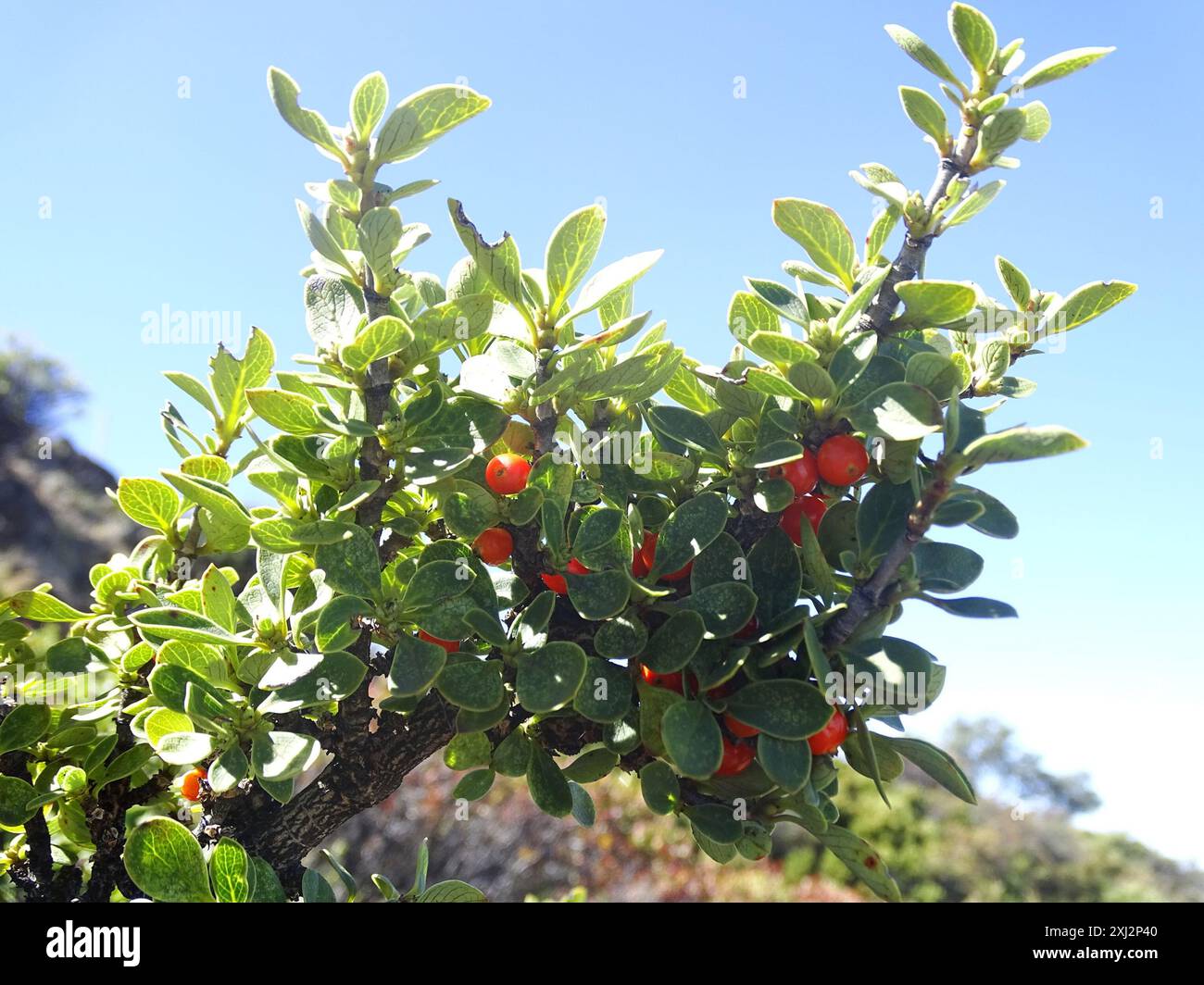 Pilo (Coprosma montana) Plantae Stock Photo - Alamy