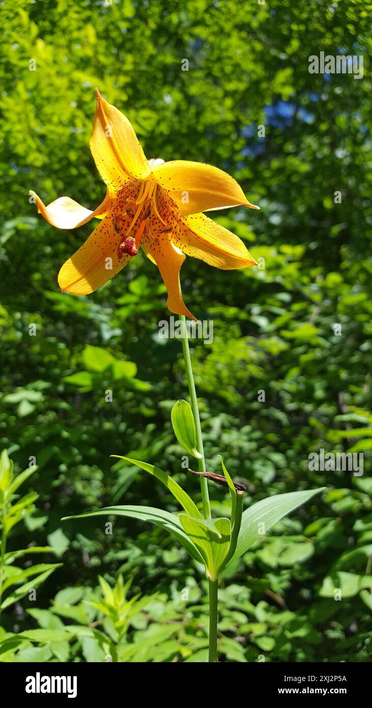 Canada lily (Lilium canadense) Plantae Stock Photo - Alamy