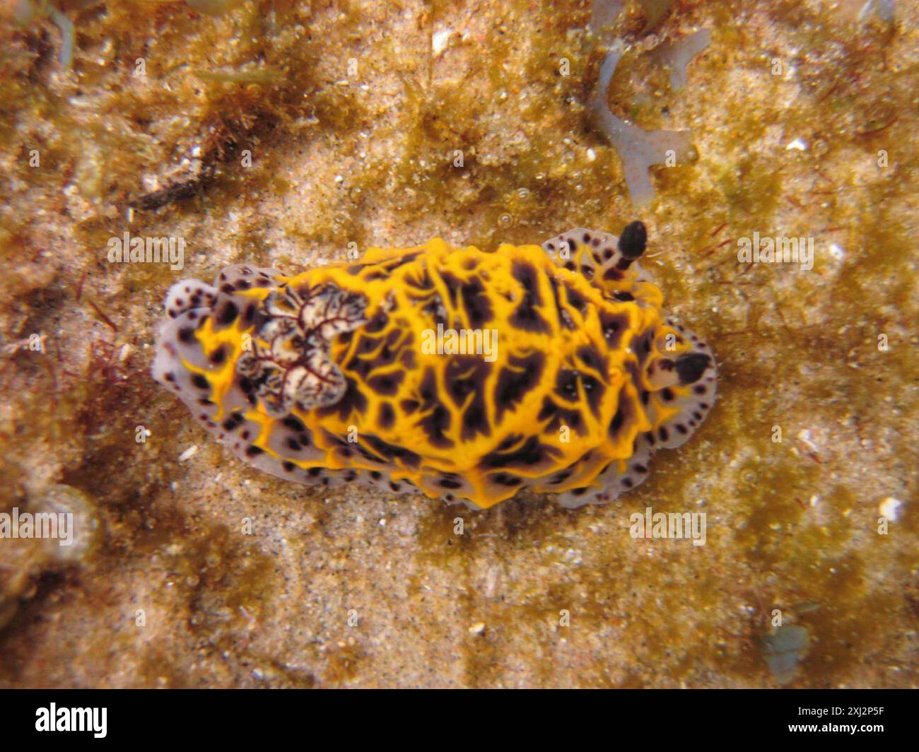 yellow-blocked nudibranch (Halgerda wasinensis) Mollusca Stock Photo ...