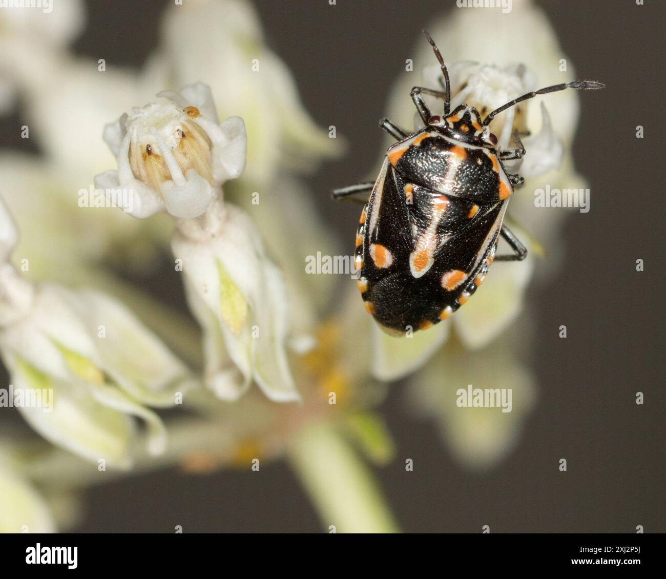 Bagrada Bug (Bagrada hilaris) Insecta Stock Photo - Alamy
