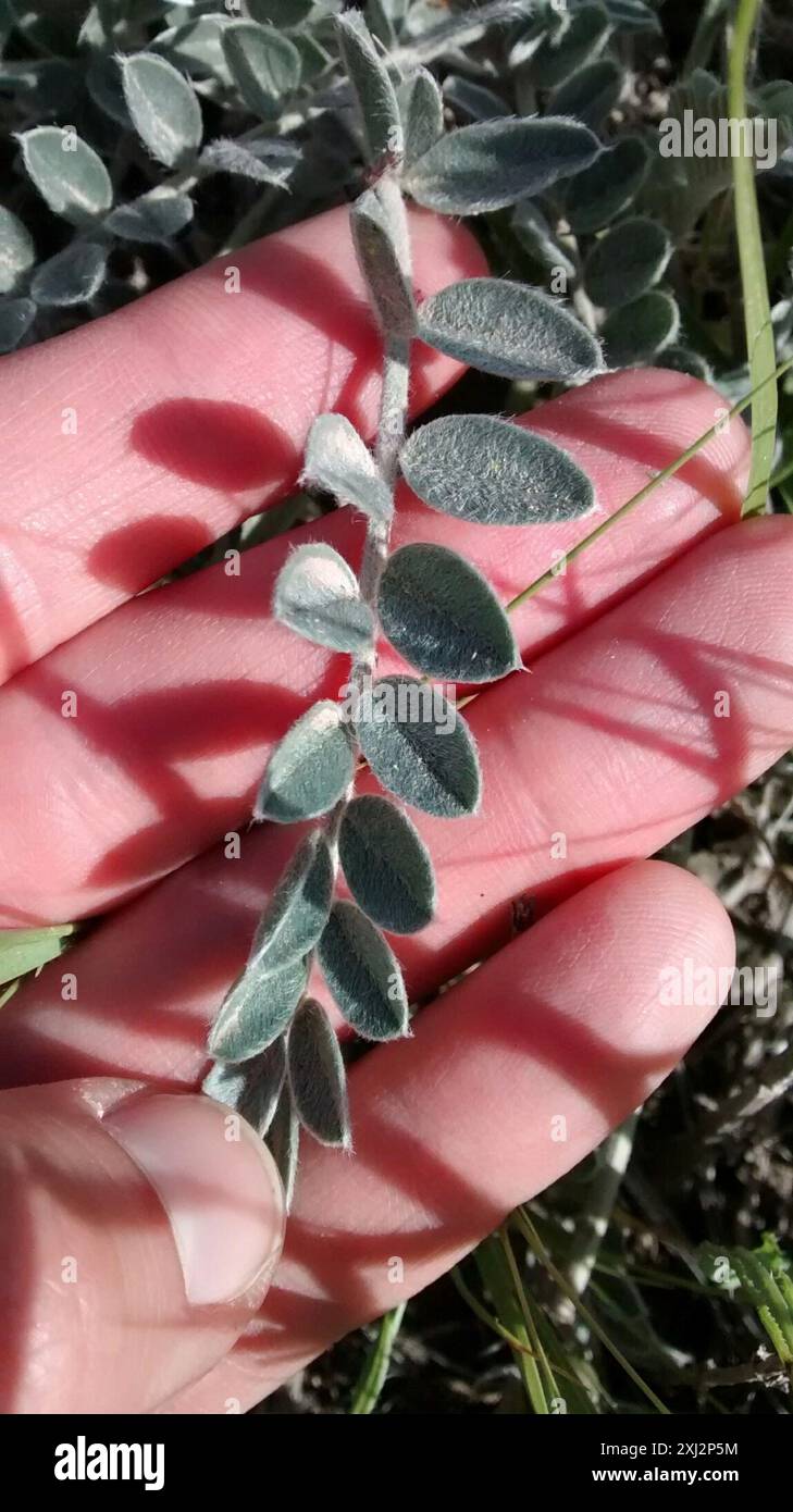 Woolly Locoweed (Astragalus mollissimus) Plantae Stock Photo - Alamy