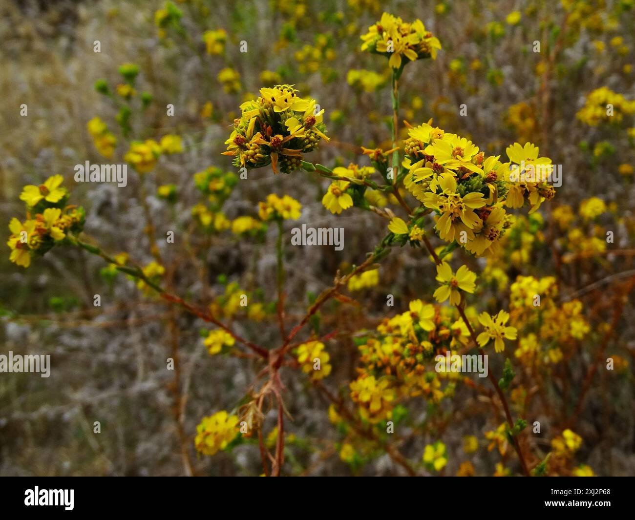 Clustered Tarweed (Deinandra fasciculata) Plantae Stock Photo - Alamy