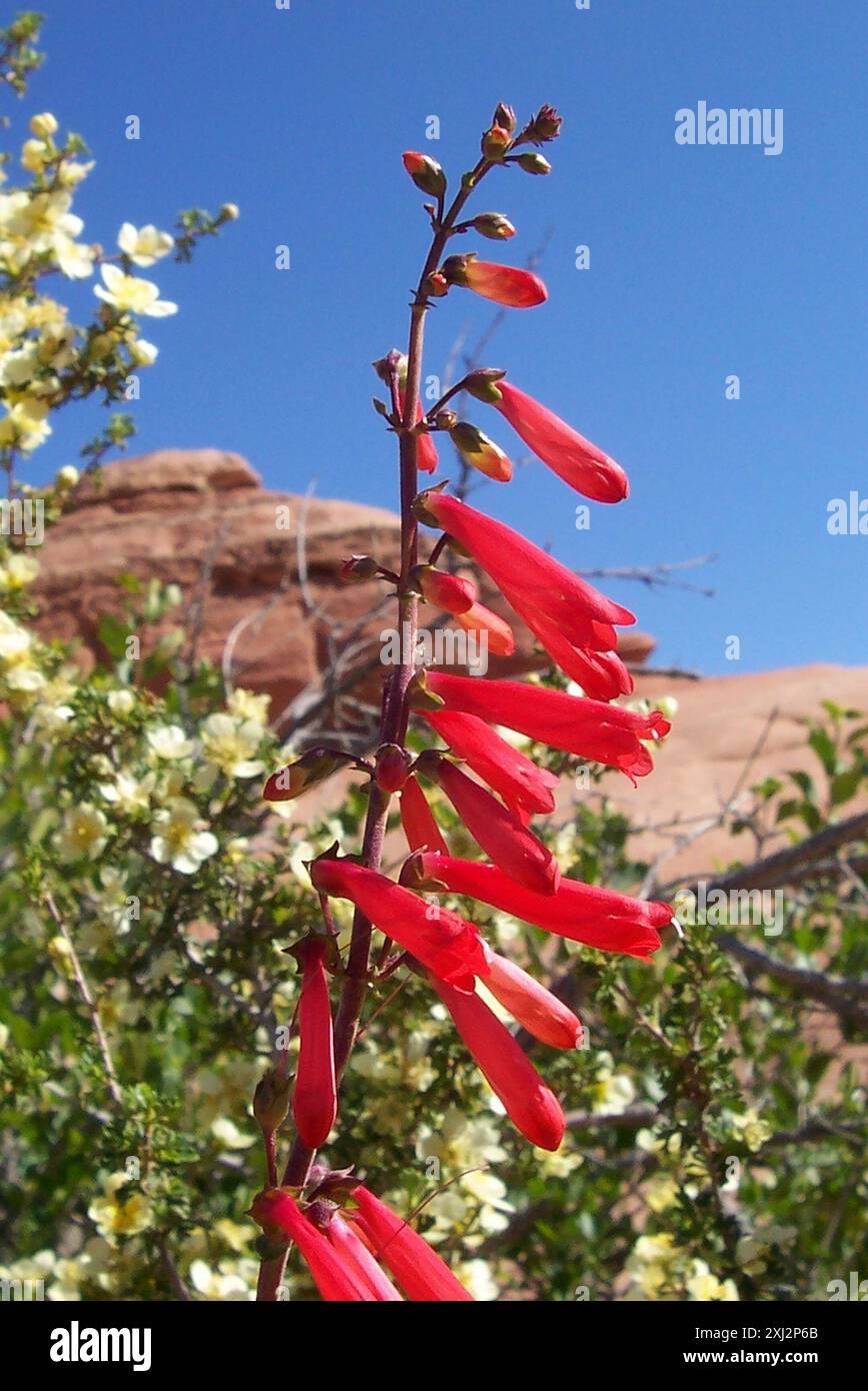 firecracker penstemon (Penstemon eatonii) Plantae Stock Photo - Alamy