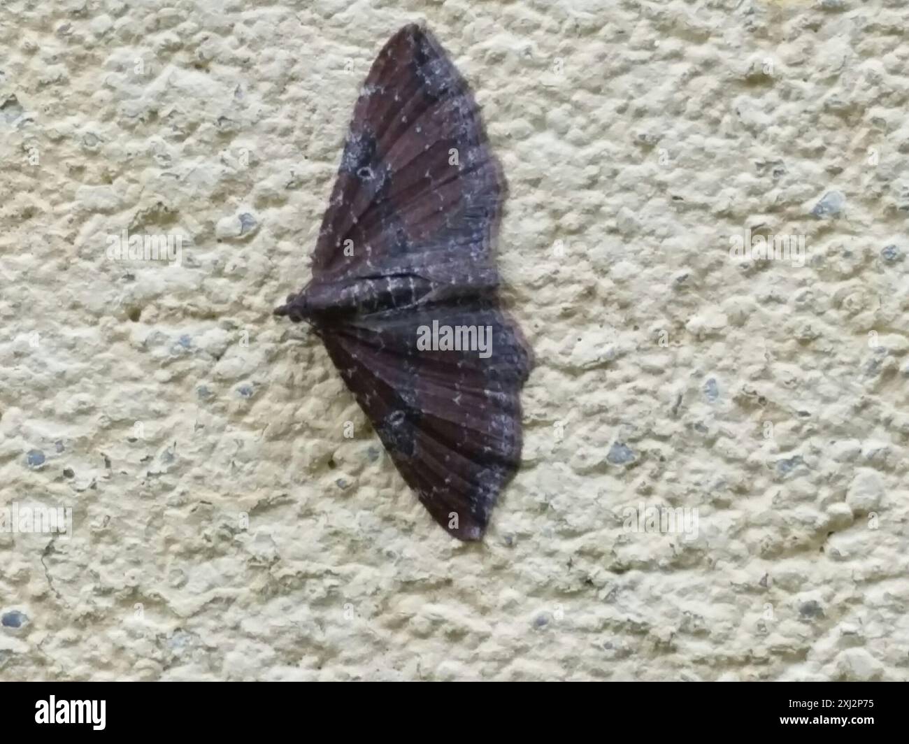 Gem Moth (Orthonama obstipata) Insecta Stock Photo - Alamy