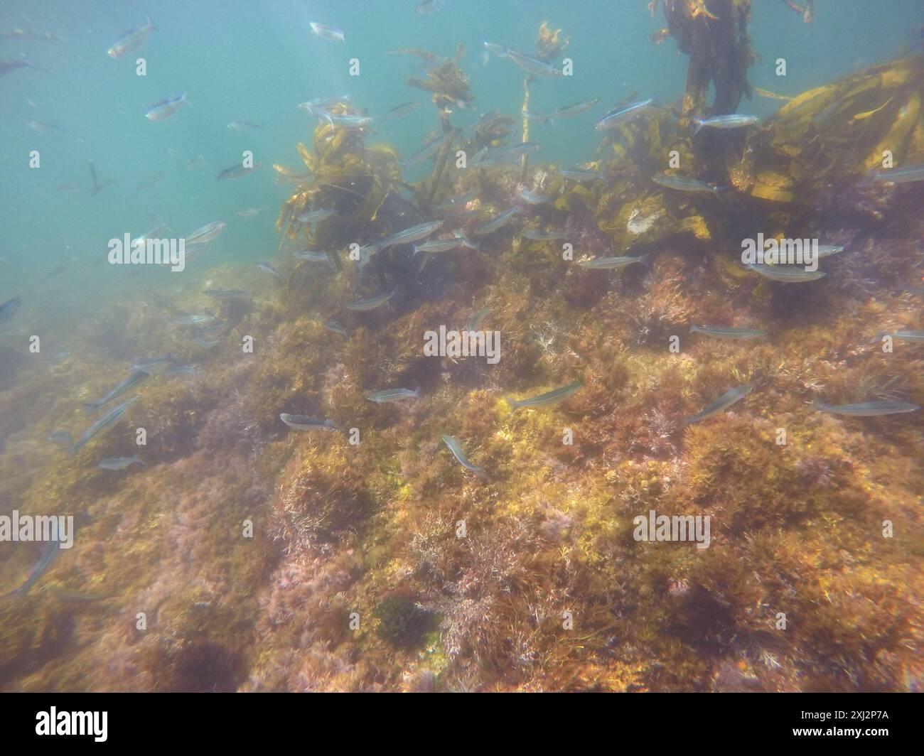 Atherinopsidae hi-res stock photography and images - Alamy