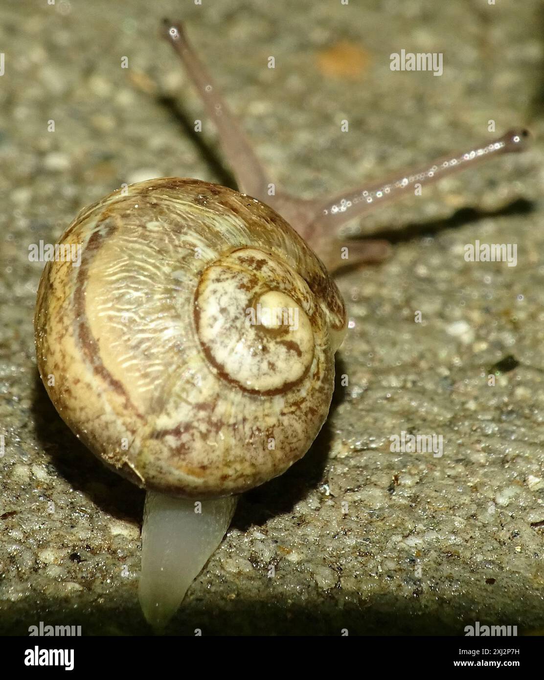 Garden Snail (Cornu aspersum) Mollusca Stock Photo - Alamy