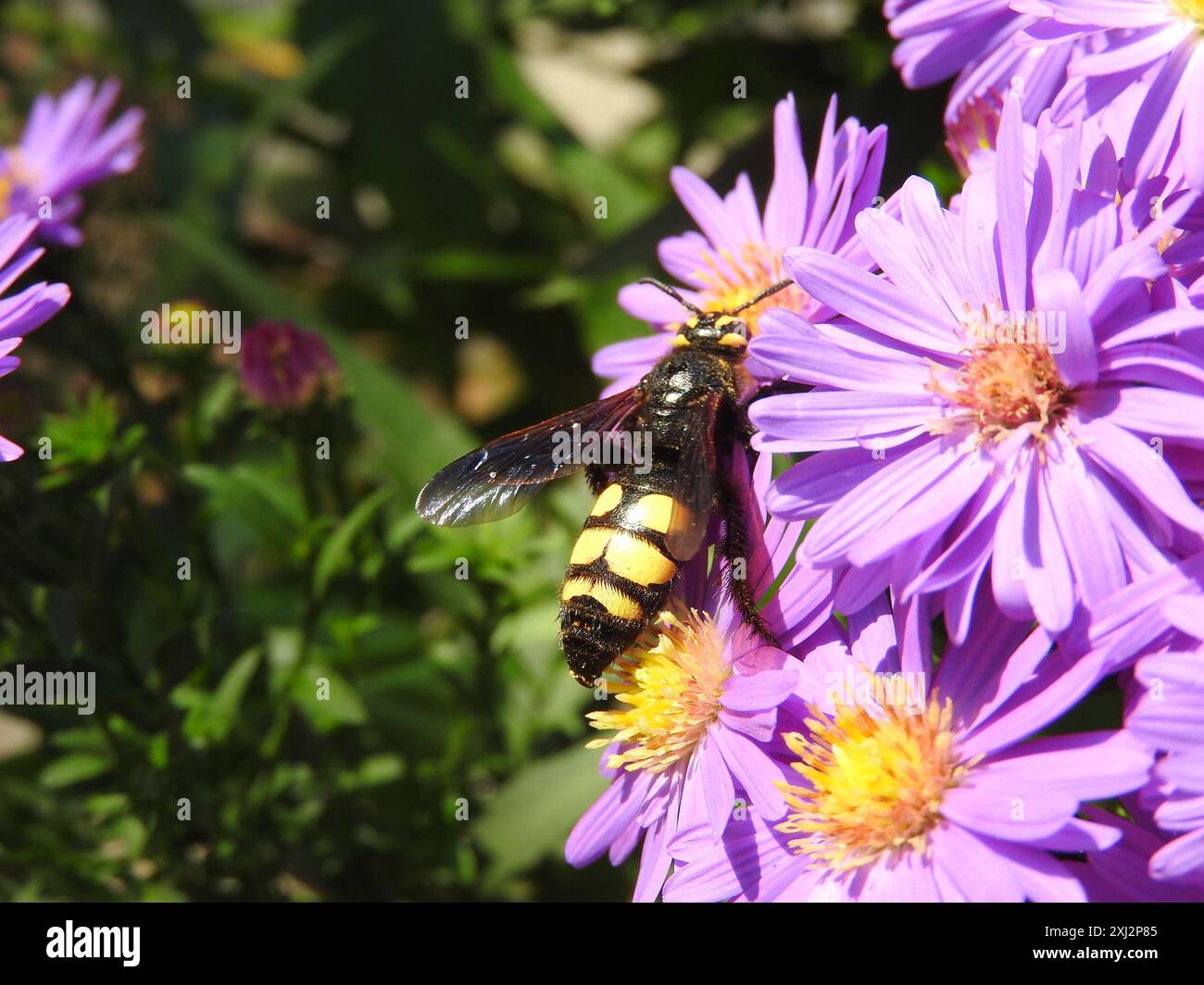 Scoliid Wasps (Scoliidae) Insecta Stock Photo - Alamy