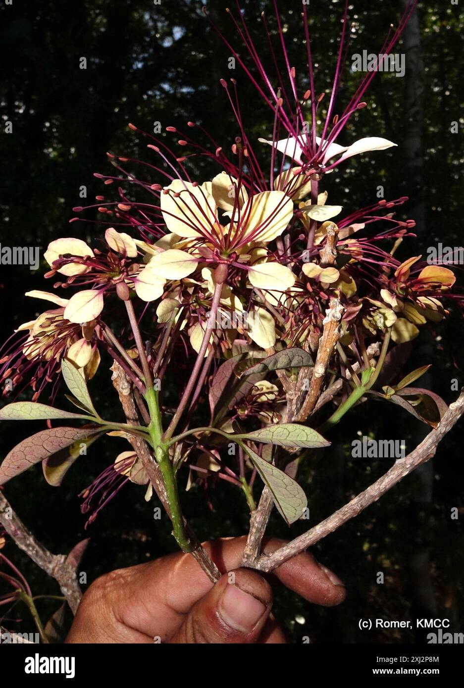 Crateva hi-res stock photography and images - Alamy