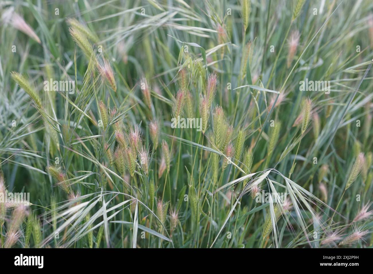 wall barley (Hordeum murinum) Plantae Stock Photo - Alamy