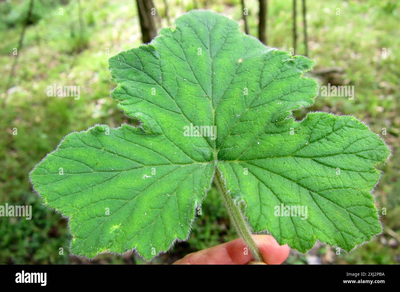 Pelargonium tomentosum hi-res stock photography and images - Alamy