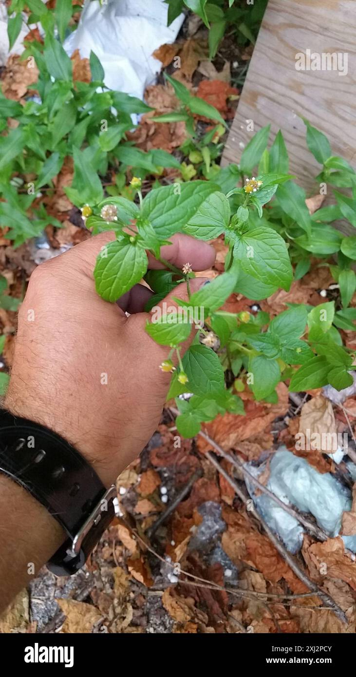 shaggy soldier (Galinsoga quadriradiata) Plantae Stock Photo - Alamy