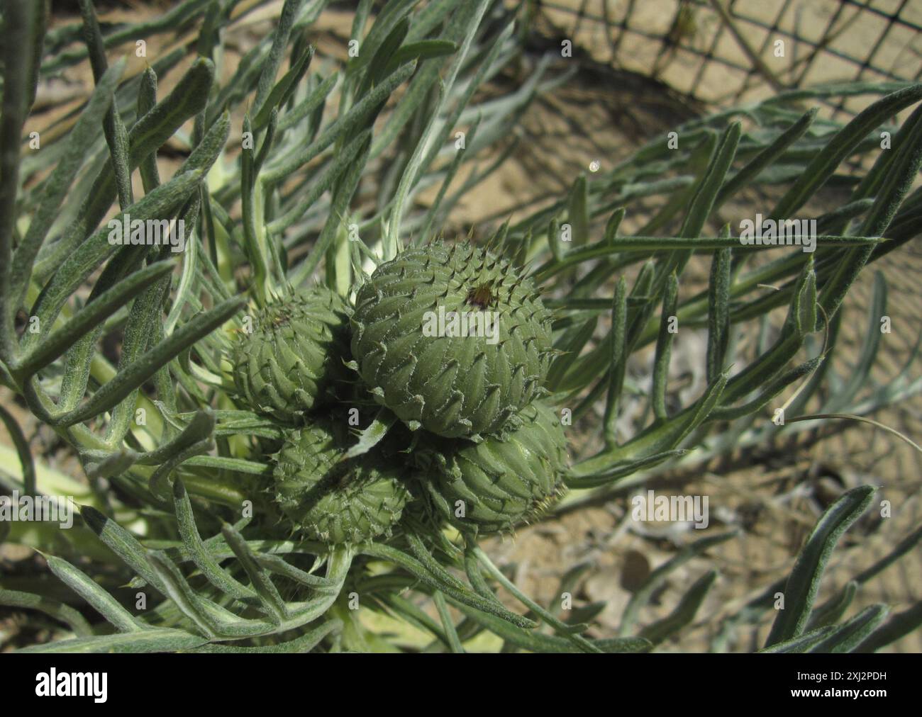 Pitcher's thistle (Cirsium pitcheri) Plantae Stock Photo - Alamy