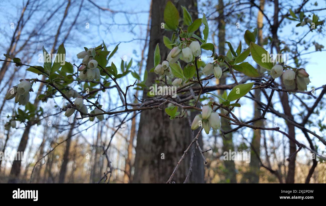Northern highbush blueberry (Vaccinium corymbosum) Plantae Stock Photo ...