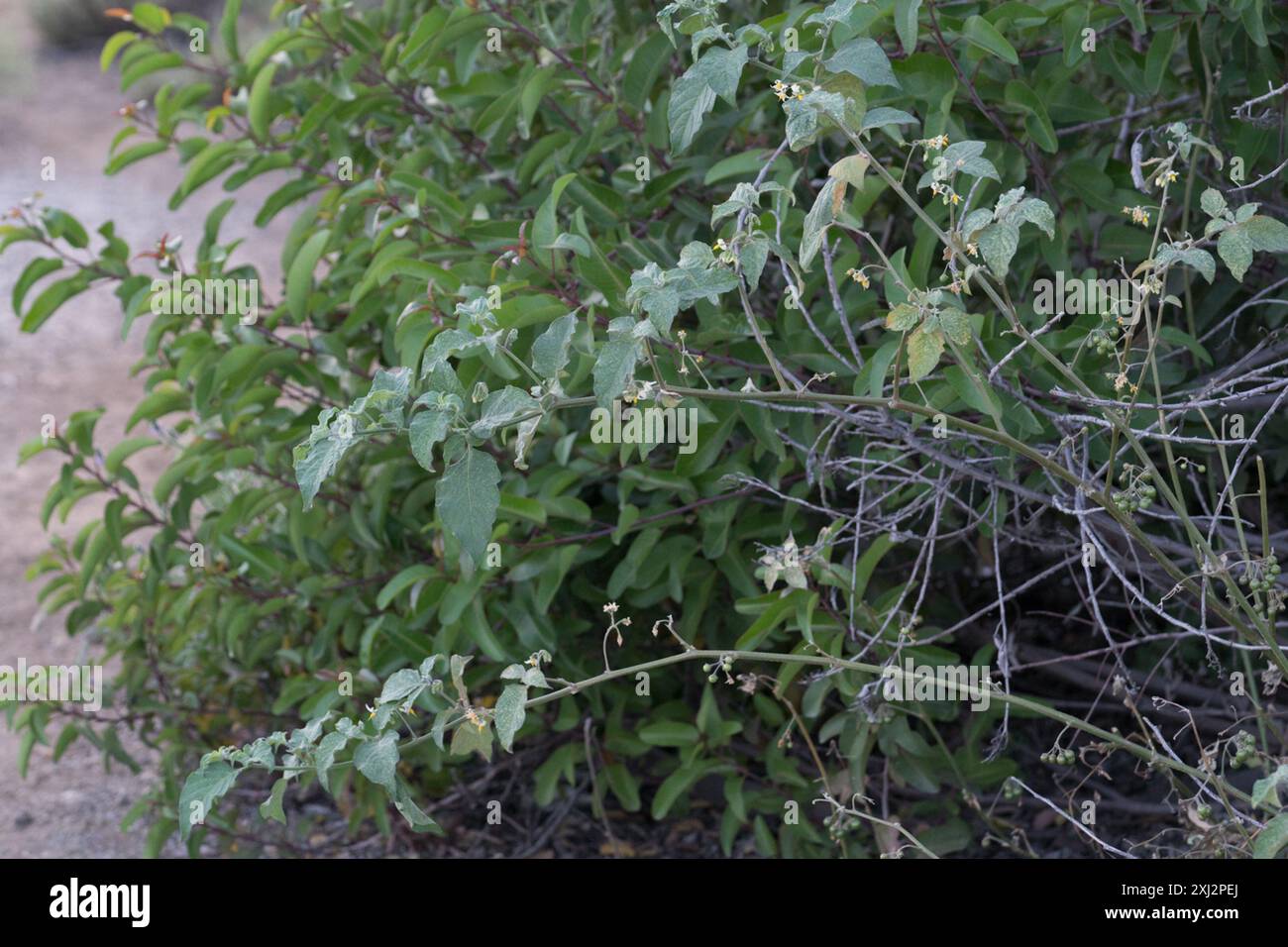 greenspot nightshade (Solanum douglasii) Plantae Stock Photo - Alamy