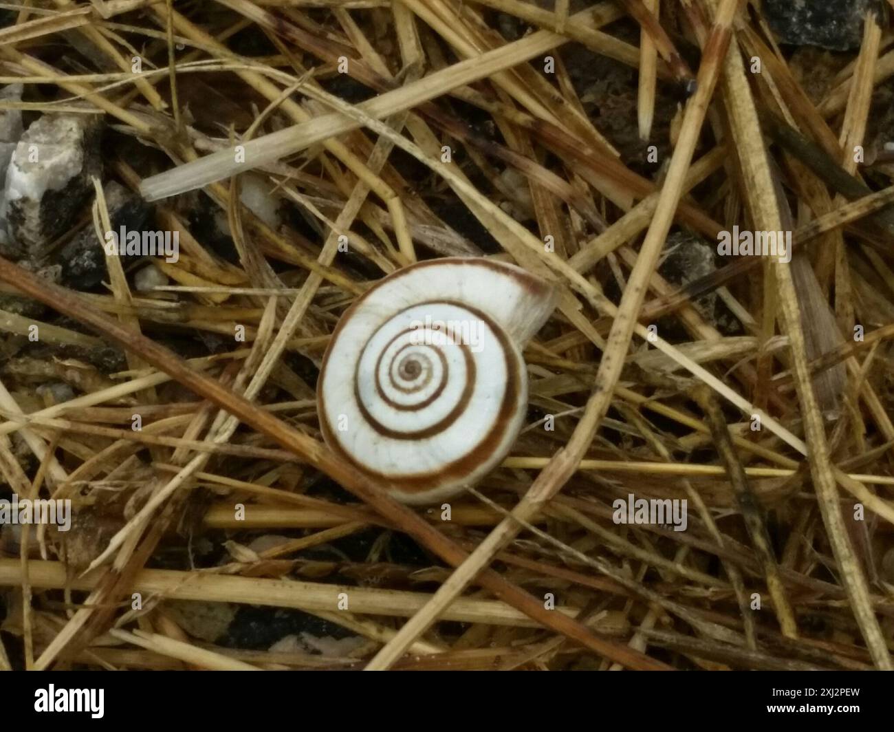 Cernuella neglecta hi-res stock photography and images - Alamy